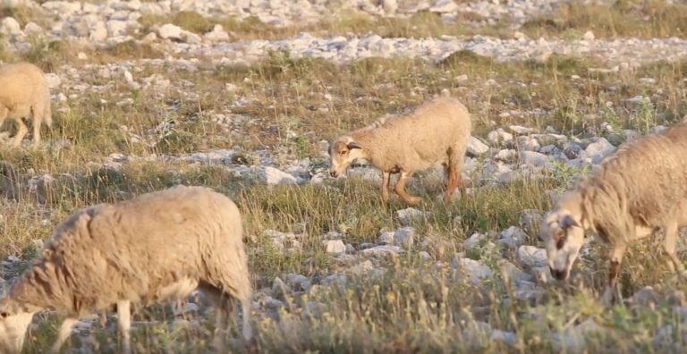 VIDEO: Behind the Scenes Making Gligora’s World Award-Winning Cheeses ...