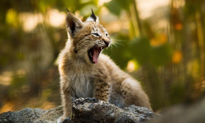 Endangered animal species project completed | Croatia WeekCroatia Week