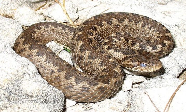 Snakes in Croatia – what to watch out for | Croatia WeekCroatia Week