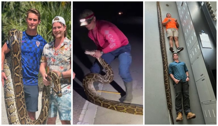 Croatian-American cousins capture world record-long python in Florida ...
