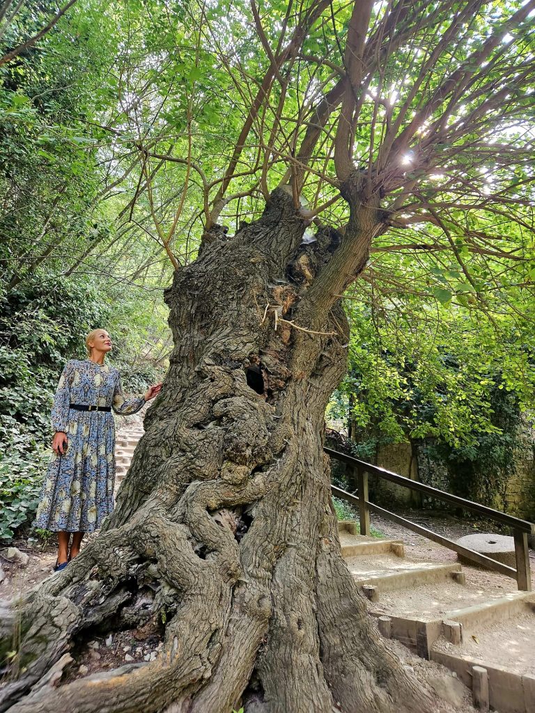 400-year-old ‘Green Lady’ named Croatian Tree of the Year | Croatia Week