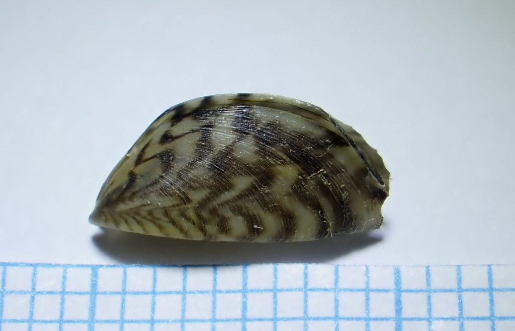 Zebra mussel found on coast of Croatia for first time | Croatia Week