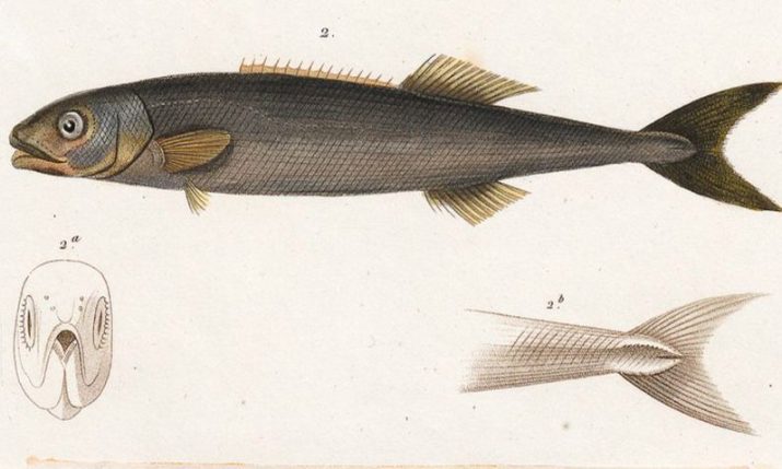 New fish appears in Croatian waters, expert warns: “It’s not edible ...