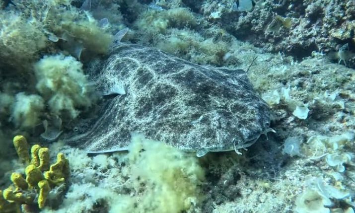 From extinction to hope as angel sharks filmed in Croatian waters ...