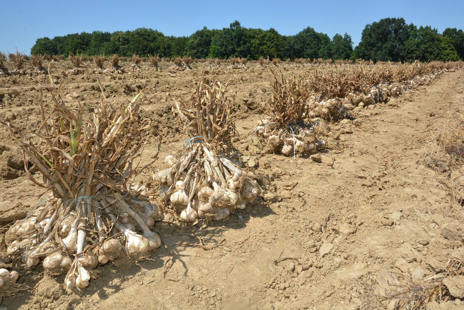 Croatian garlic on the comeback: One family’s mission to replace ...