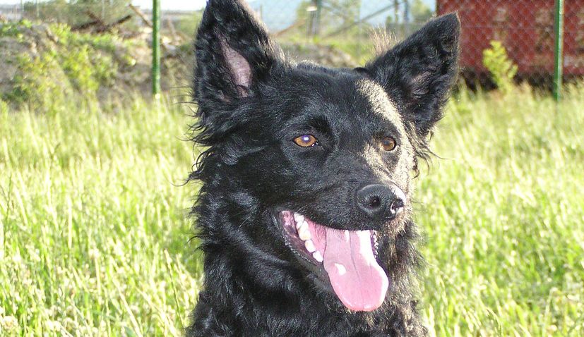 Croatian sheepdog declared intangible cultural heritage of Croatia ...
