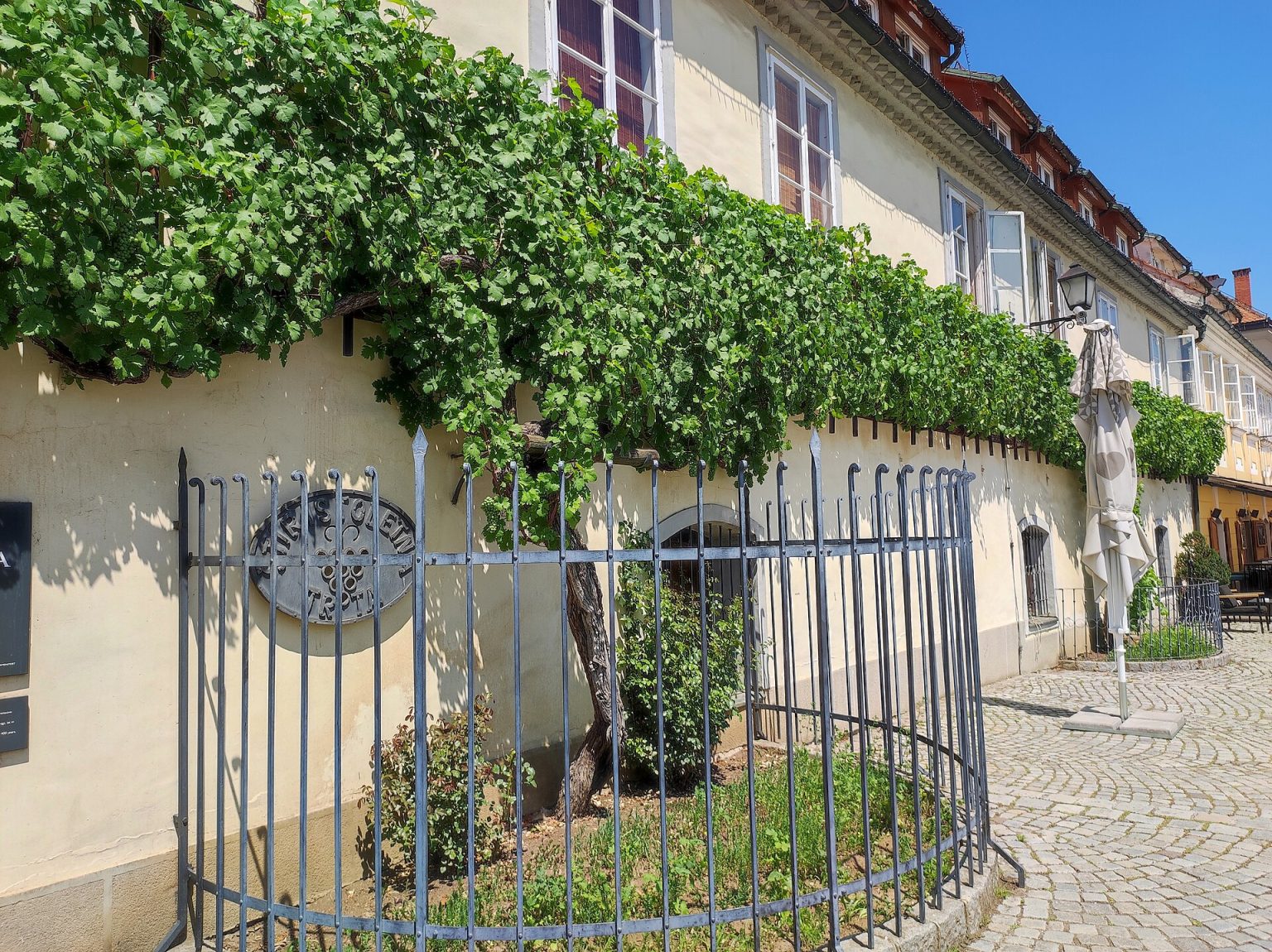 World’s oldest grapevine gets planted in Croatia in symbol of ...